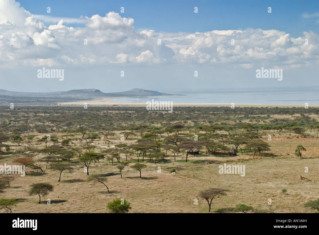 Shala tree hi-res stock photography and images - Alamy