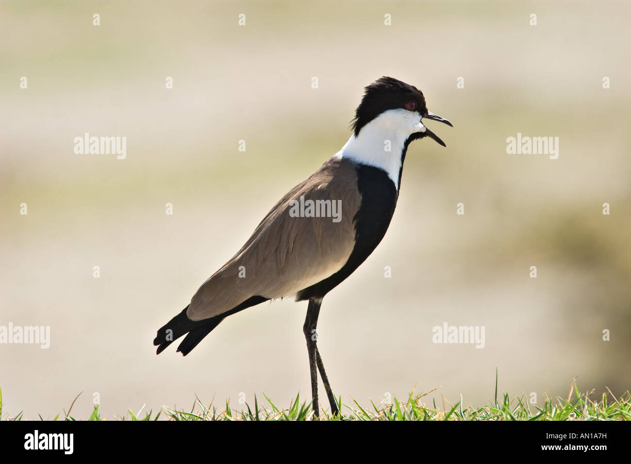 Spur-winged Lapwing (Vanellus spinosus Stock Photo - Alamy