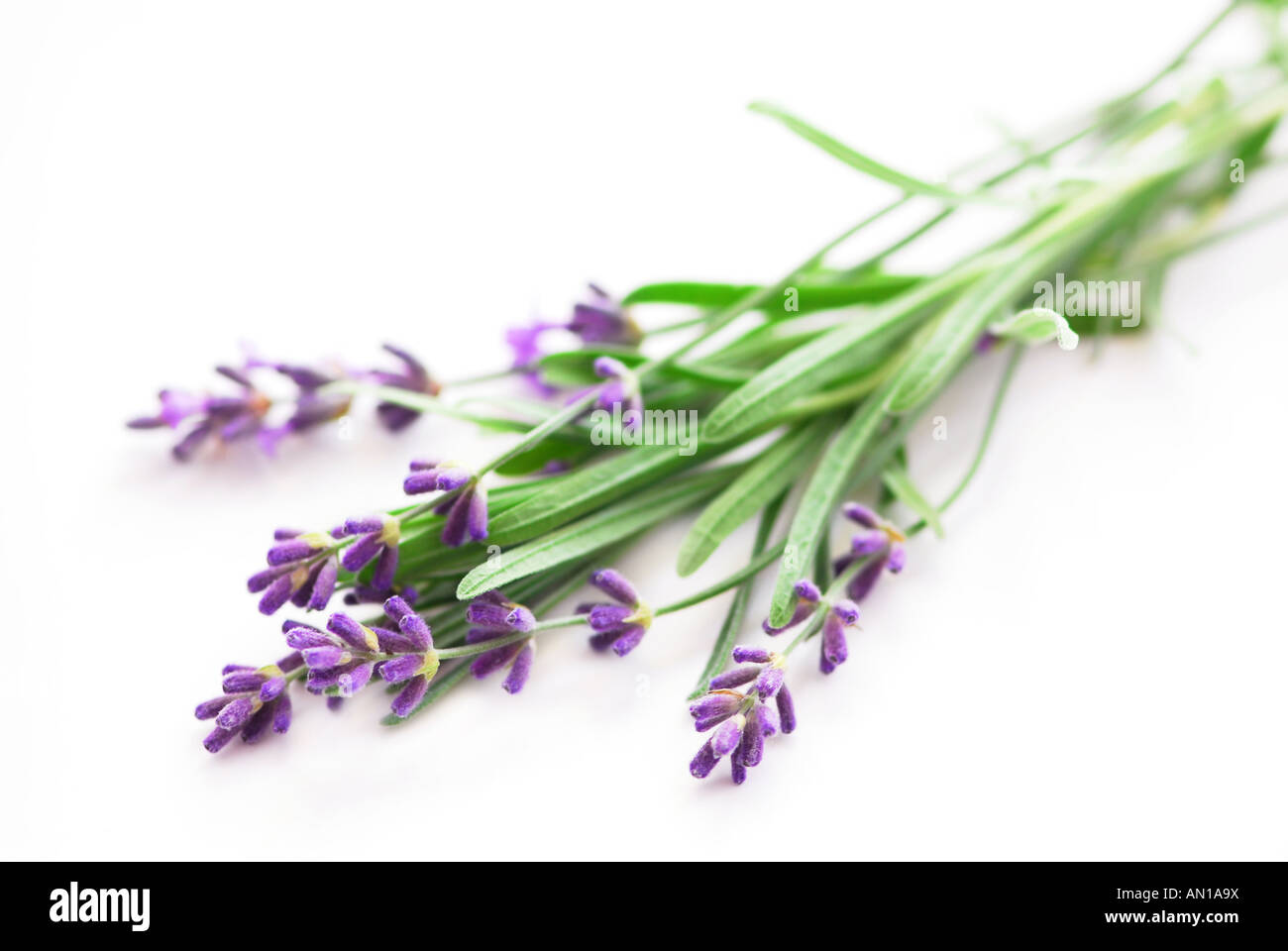Sprigs of lavender isolated on white background Stock Photo - Alamy