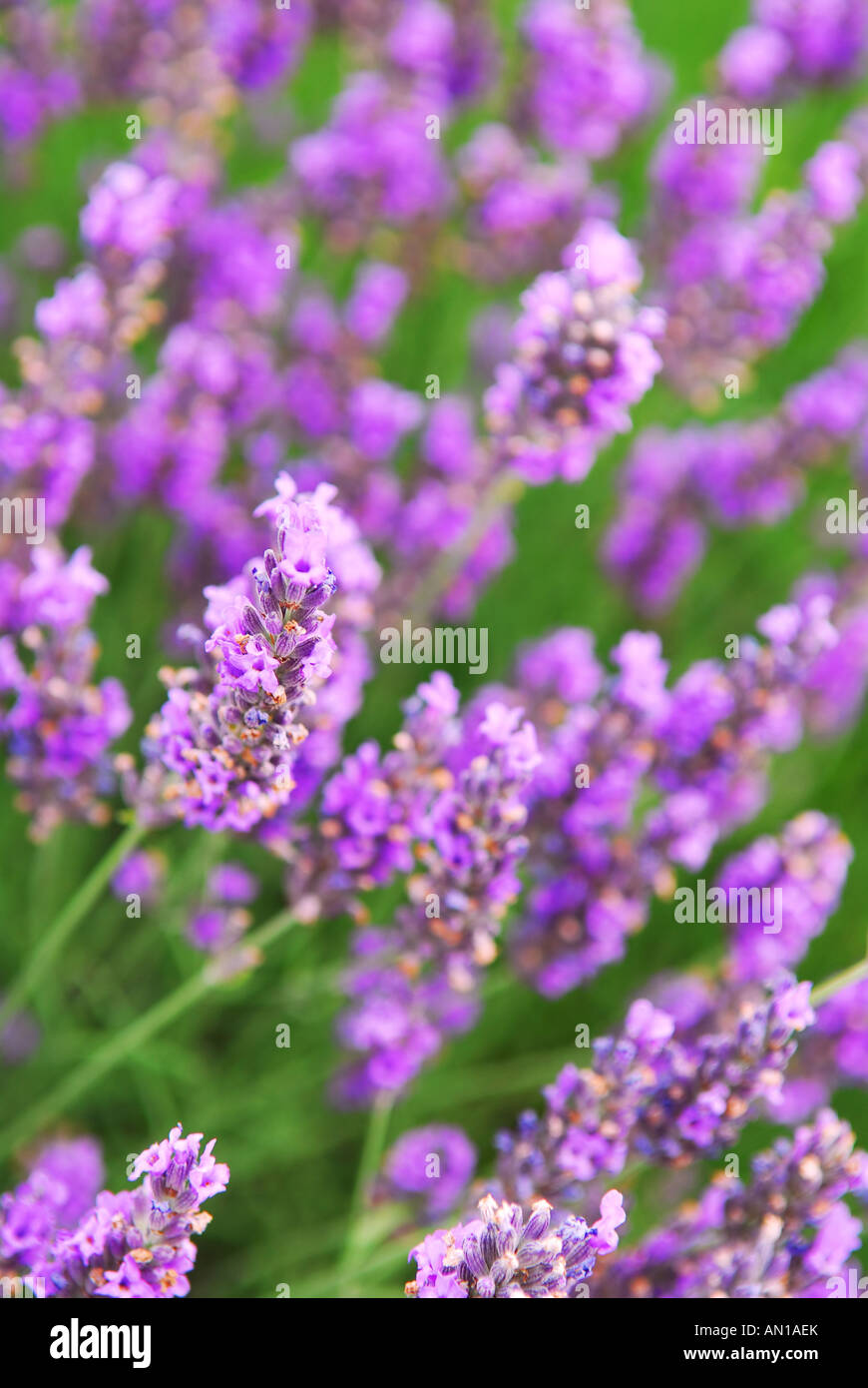 Botanical background of blooming purple lavender herb Stock Photo - Alamy