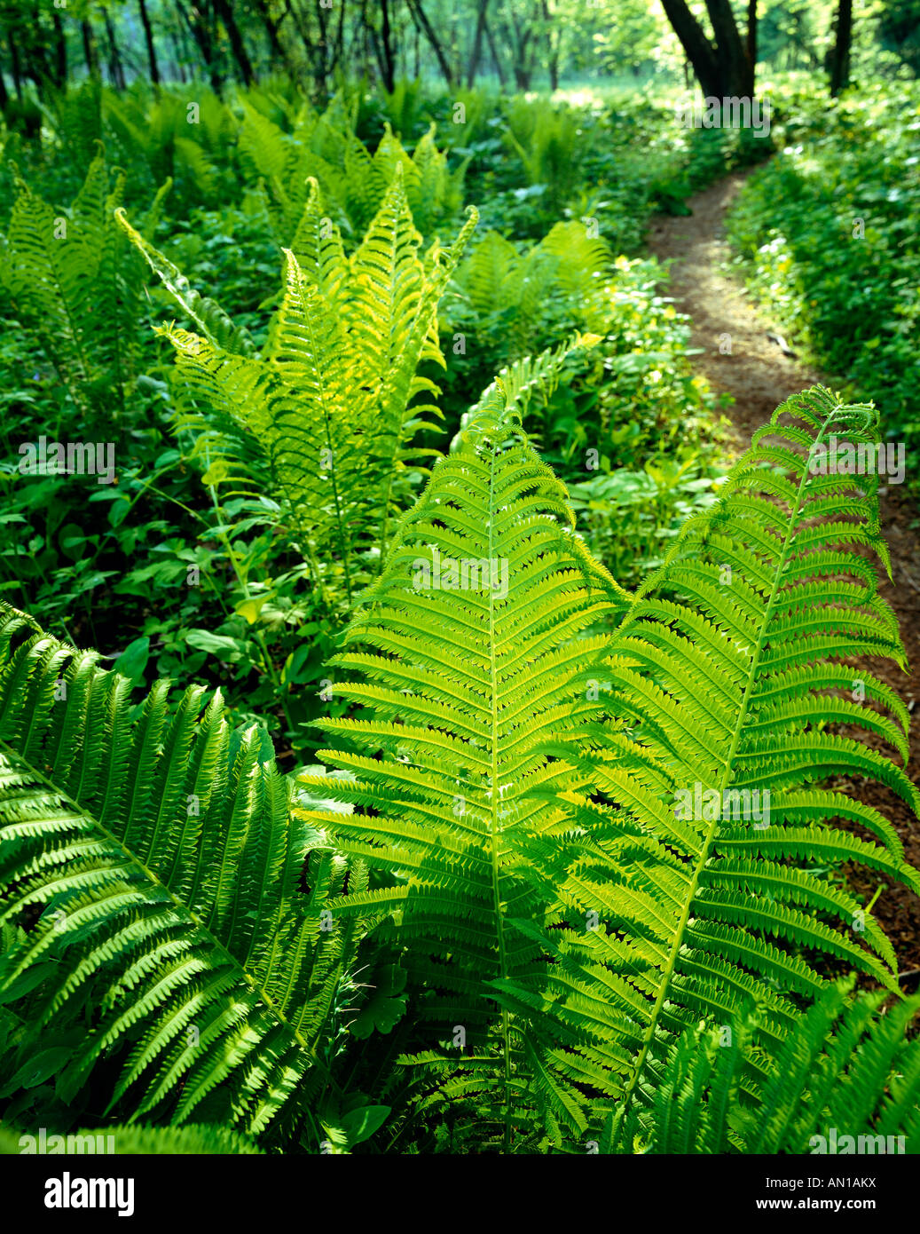 Spring Ferns At Raccoon Creek State Park Wildflower Reserve; Beaver ...