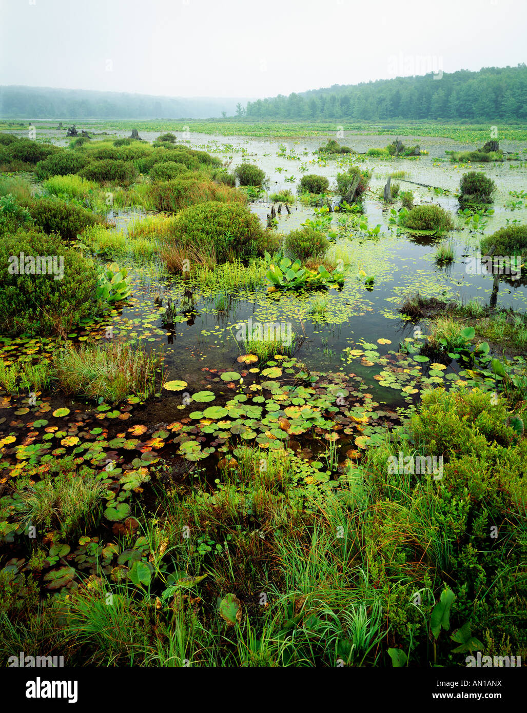 Black Moshannon State Park, B. M. Lake Featuring A Unique Natural Bog ...