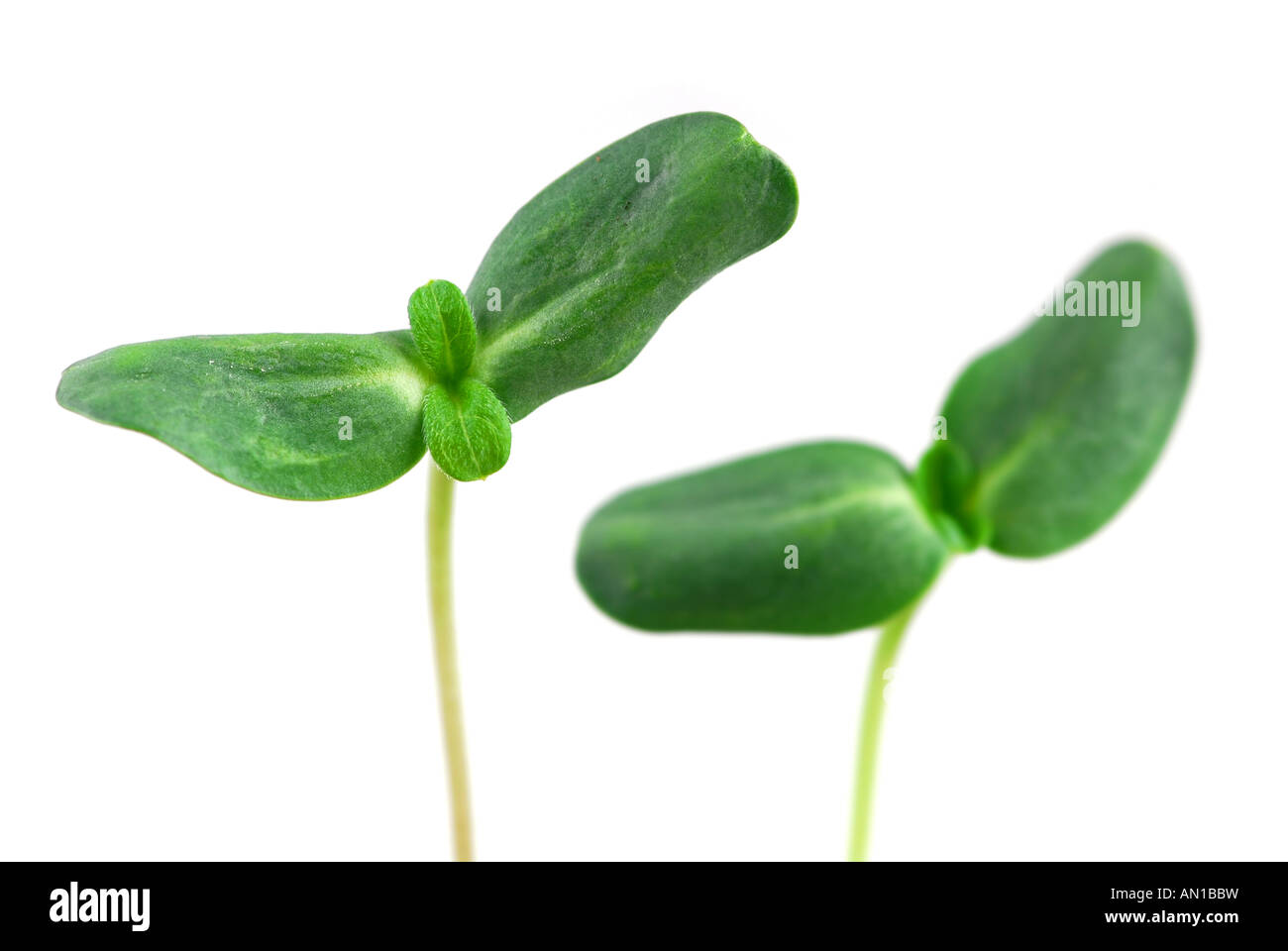 Young sprouts of sunflower plant isolated on white background Stock ...