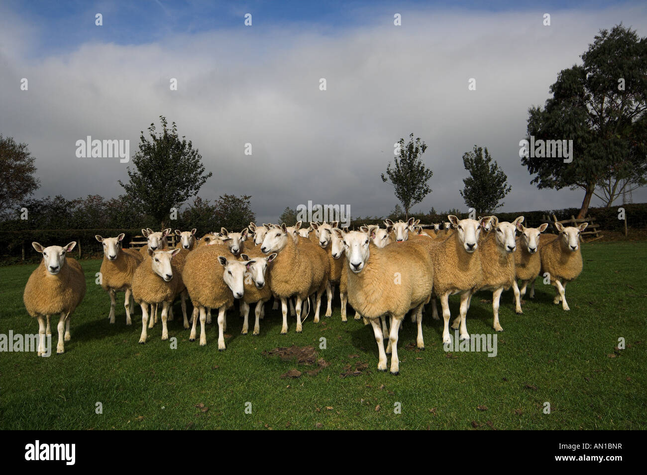 Welsh mule sheep hi-res stock photography and images - Alamy