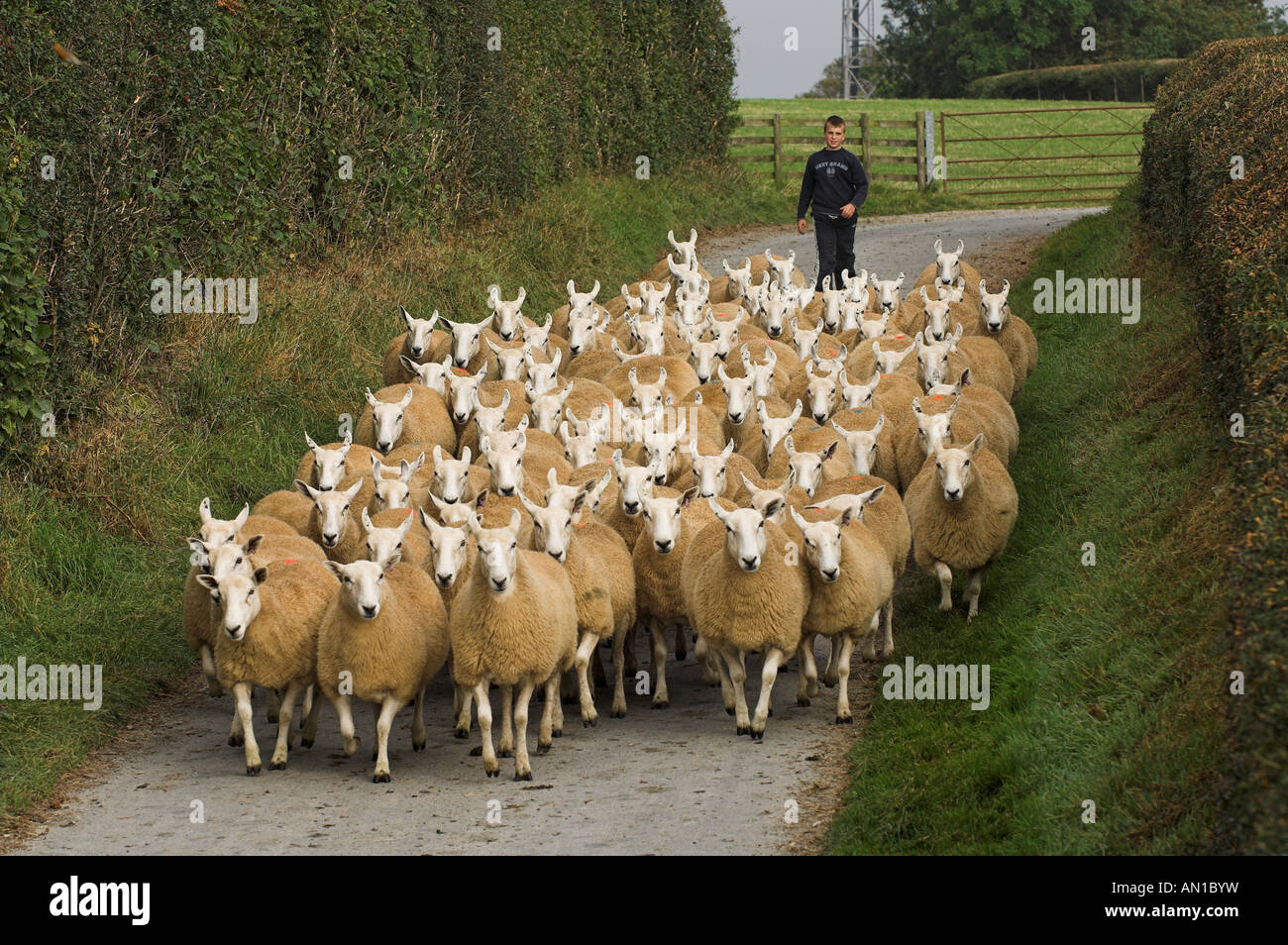 Boy and his sheep hi-res stock photography and images - Alamy