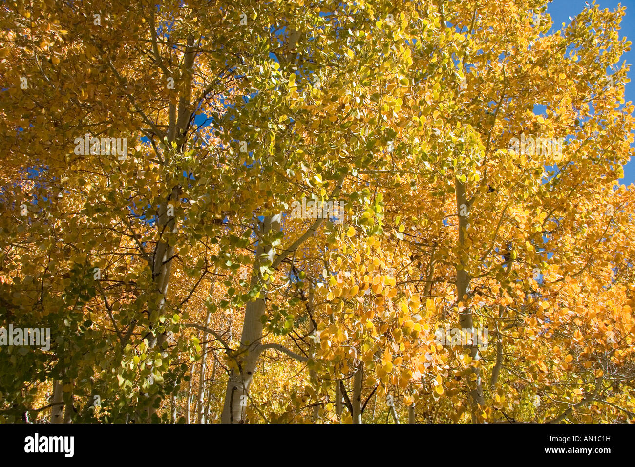 Fall foliage california hi-res stock photography and images - Alamy