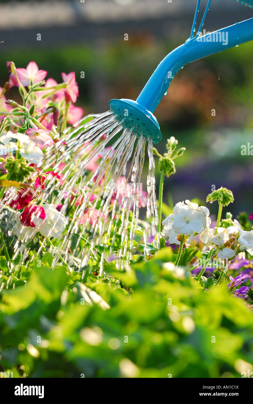 Water pouring from blue watering can onto blooming flower bed Stock ...