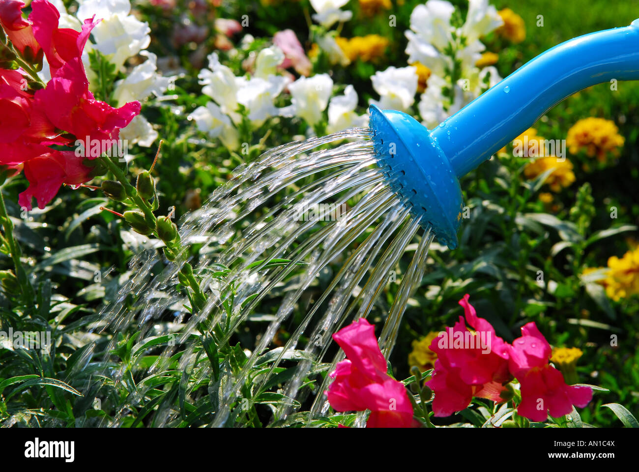 Water pouring from blue watering can onto blooming flower bed Stock ...