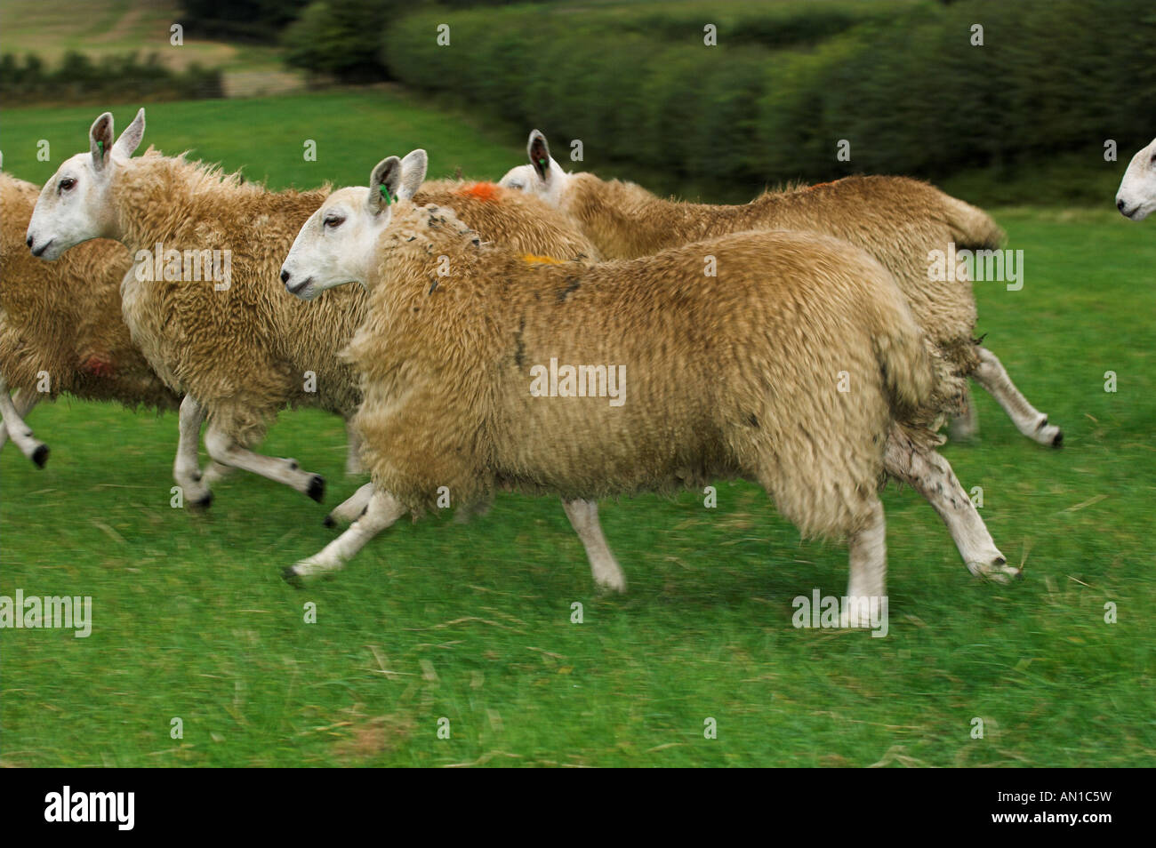 Welsh mules running across field Stock Photo - Alamy
