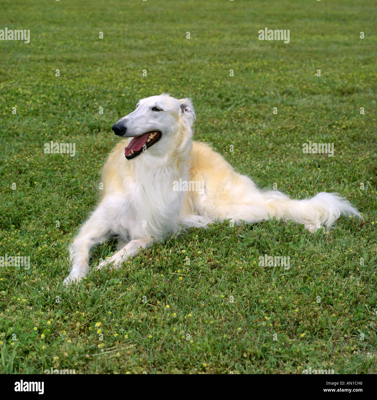 BORZOI RUSSIAN WOLF HOUND FEMALE GEORGIA Stock Photo - Alamy