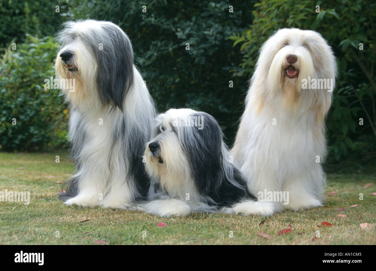 THREE BEARDED COLLIES ONE LYING DOWN AND TWO SITTING ENGLAND Stock ...