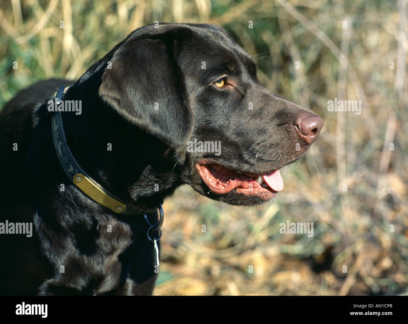 Old chocolate labrador dog hi-res stock photography and images - Alamy
