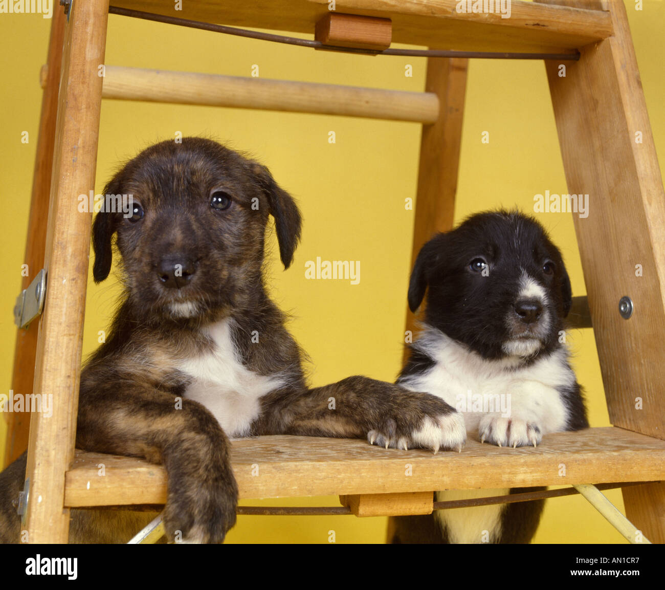 Funny ladder hi-res stock photography and images - Alamy
