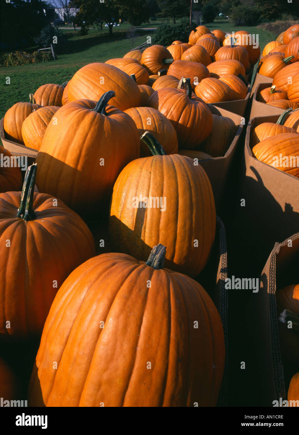 PUMPKIN HARVEST CLOSE UP OF PUMPKINS BEING TRANSPORTED FROM FIELD ...