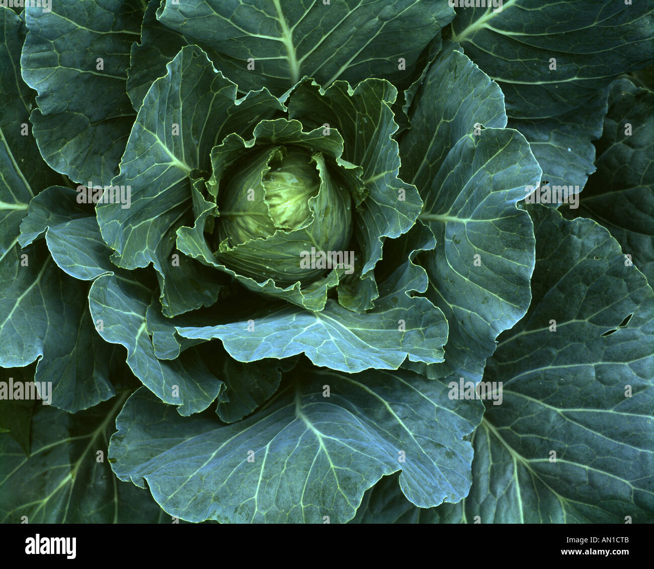 CABBAGE PA Stock Photo - Alamy