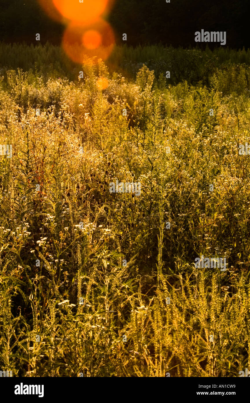 Corn field overgrown with weeds, afternoon light, late summer Stock ...