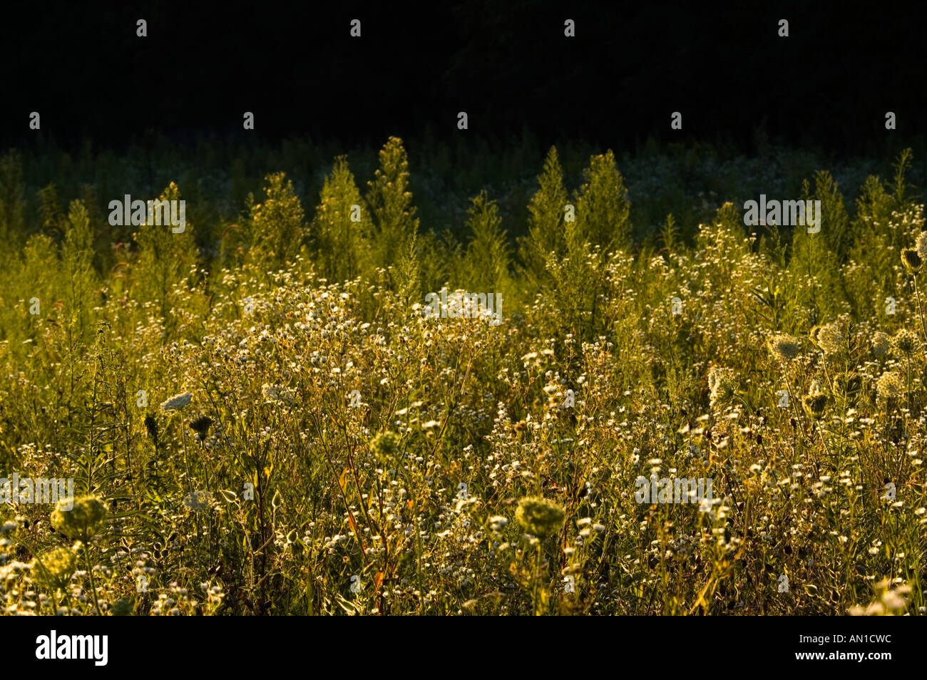 Overgrown with weeds hi-res stock photography and images - Alamy