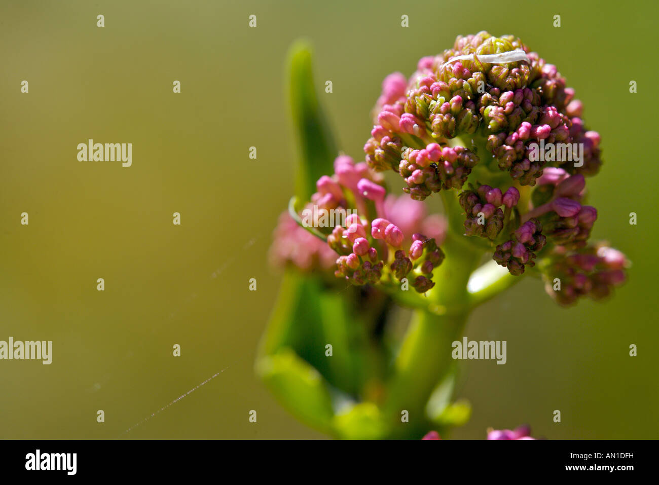 La source perfumeree gardens hi-res stock photography and images - Alamy