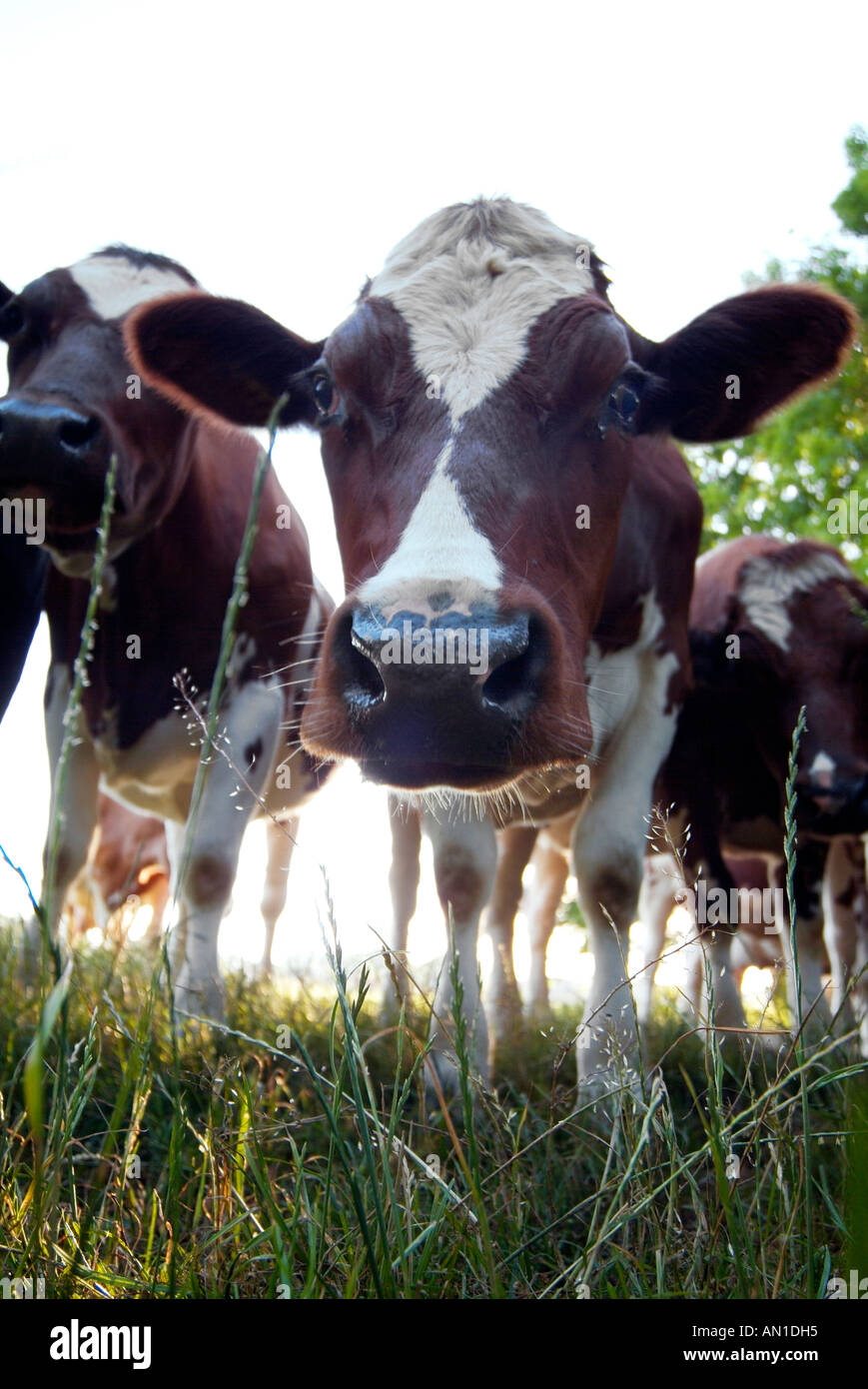 sniffing german Cows face head eyes nose sniffing looking into camera ...