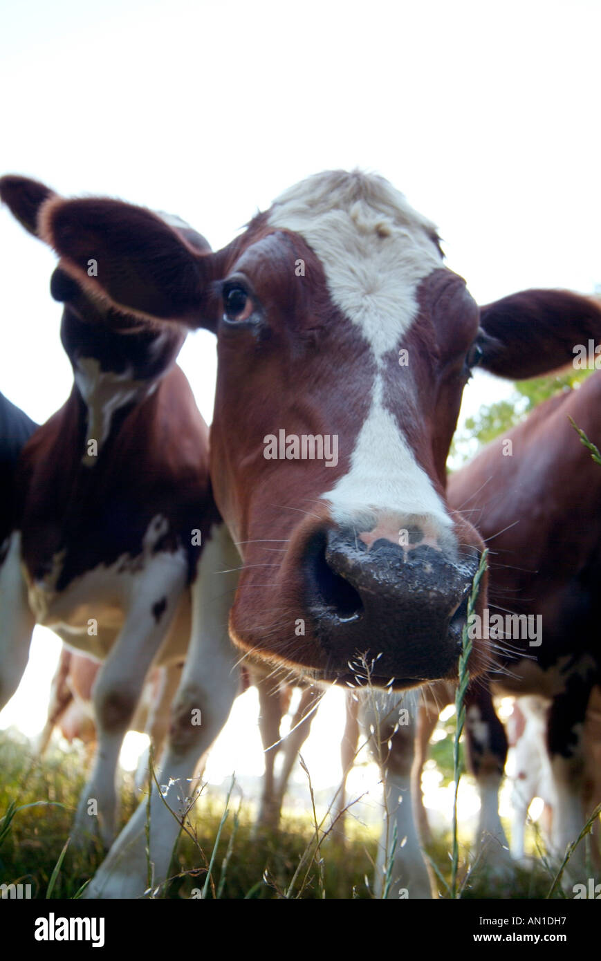 sniffing german Cows face head eyes nose sniffing looking into camera ...