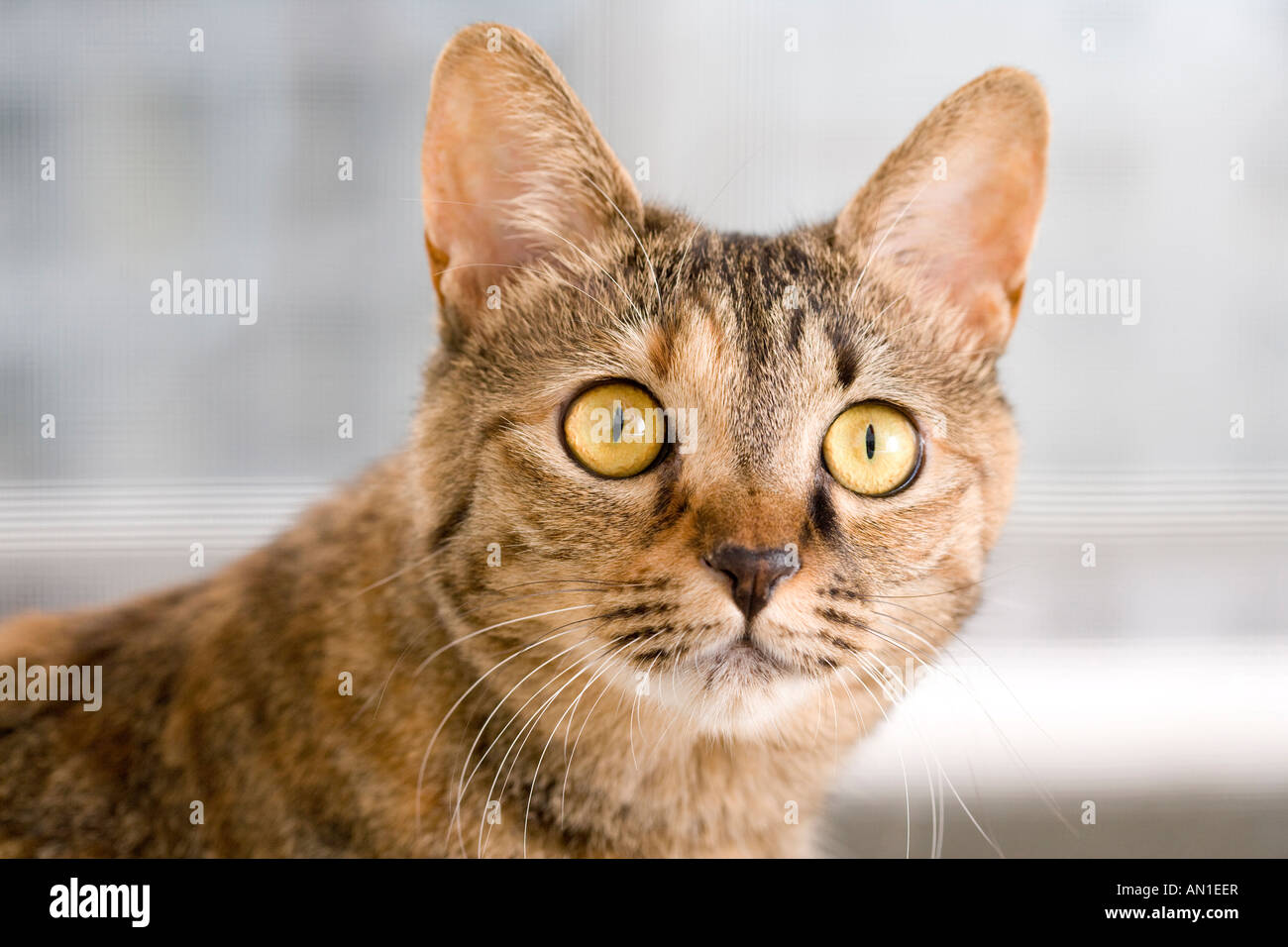 Baby grip cat hi-res stock photography and images - Alamy