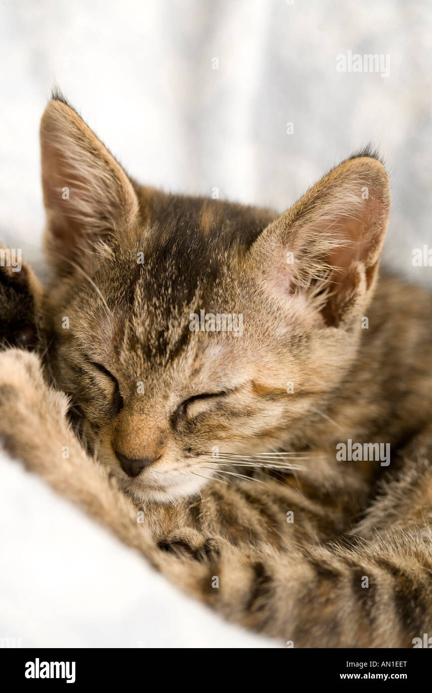 Baby grip cat hi-res stock photography and images - Alamy