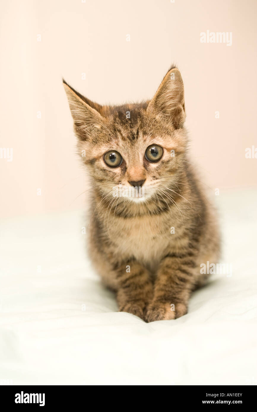 Baby grip cat hi-res stock photography and images - Alamy