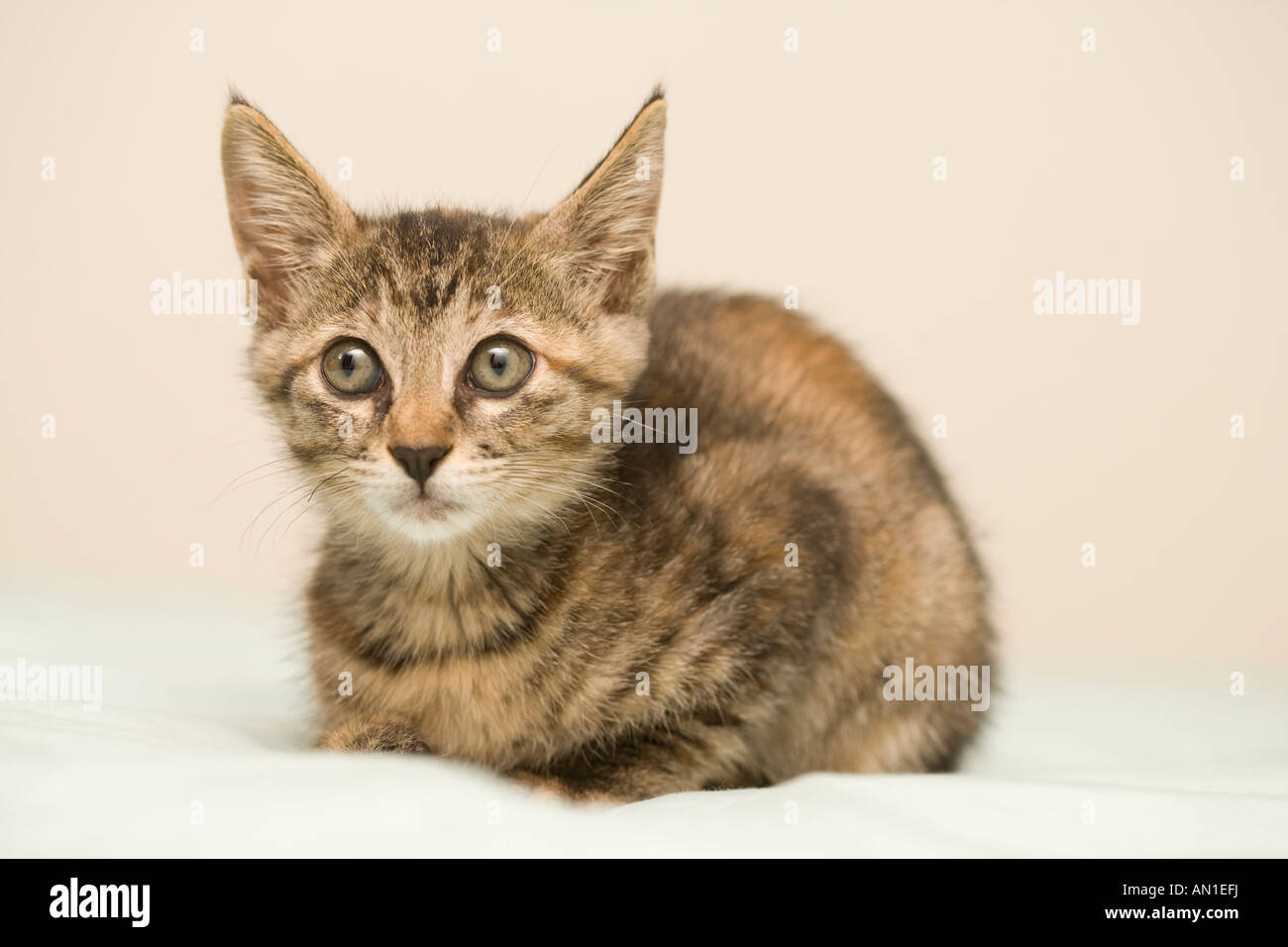 Baby grip cat hi-res stock photography and images - Alamy