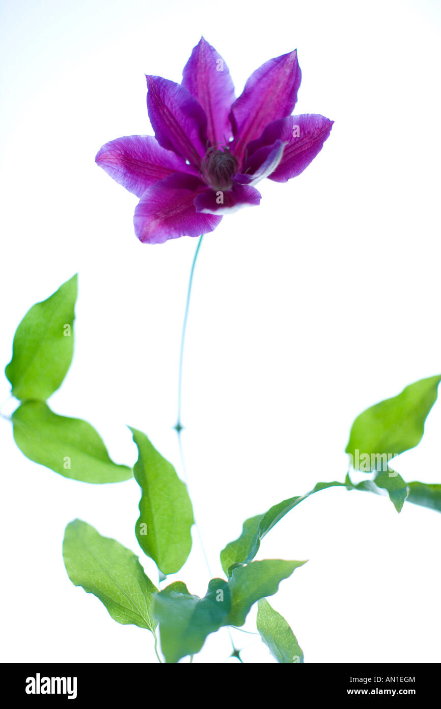 Asian clematis hi-res stock photography and images - Alamy