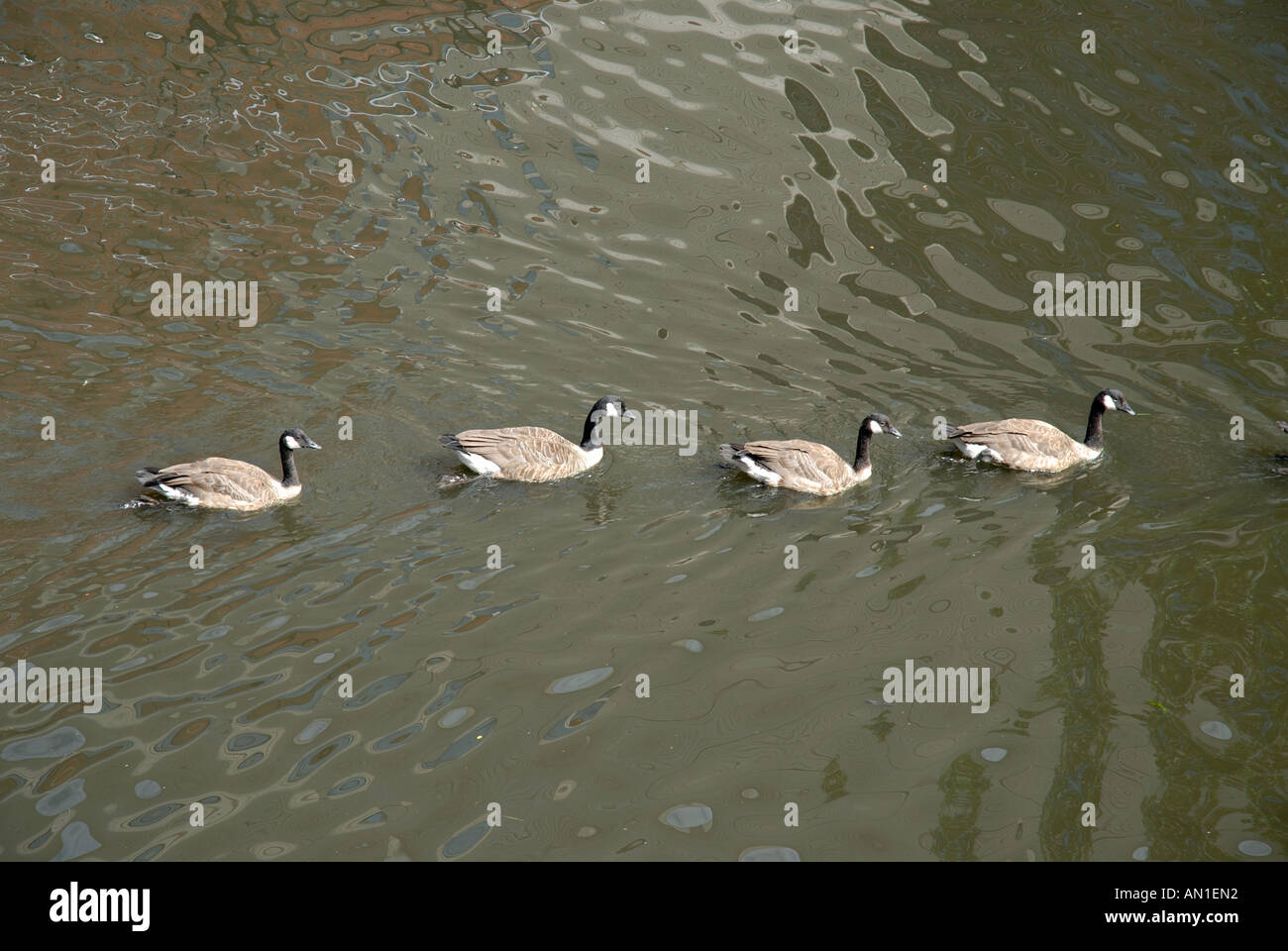 Four Canada geese paddling in straight line Stock Photo - Alamy