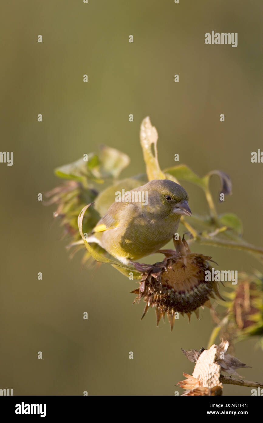 European greenfinch Carduelis chloris on sunflower seed head in garden ...