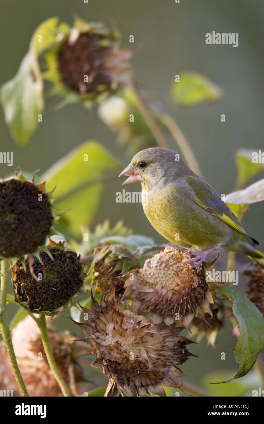 European greenfinch Carduelis chloris on sunflower seed head in garden ...