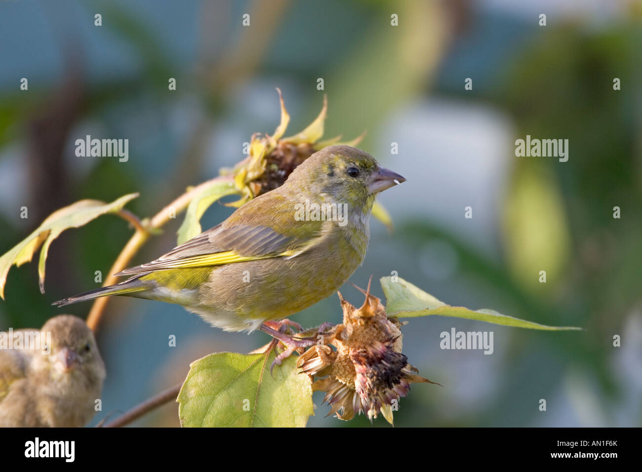 European greenfinch Carduelis chloris on sunflower seed head in garden ...