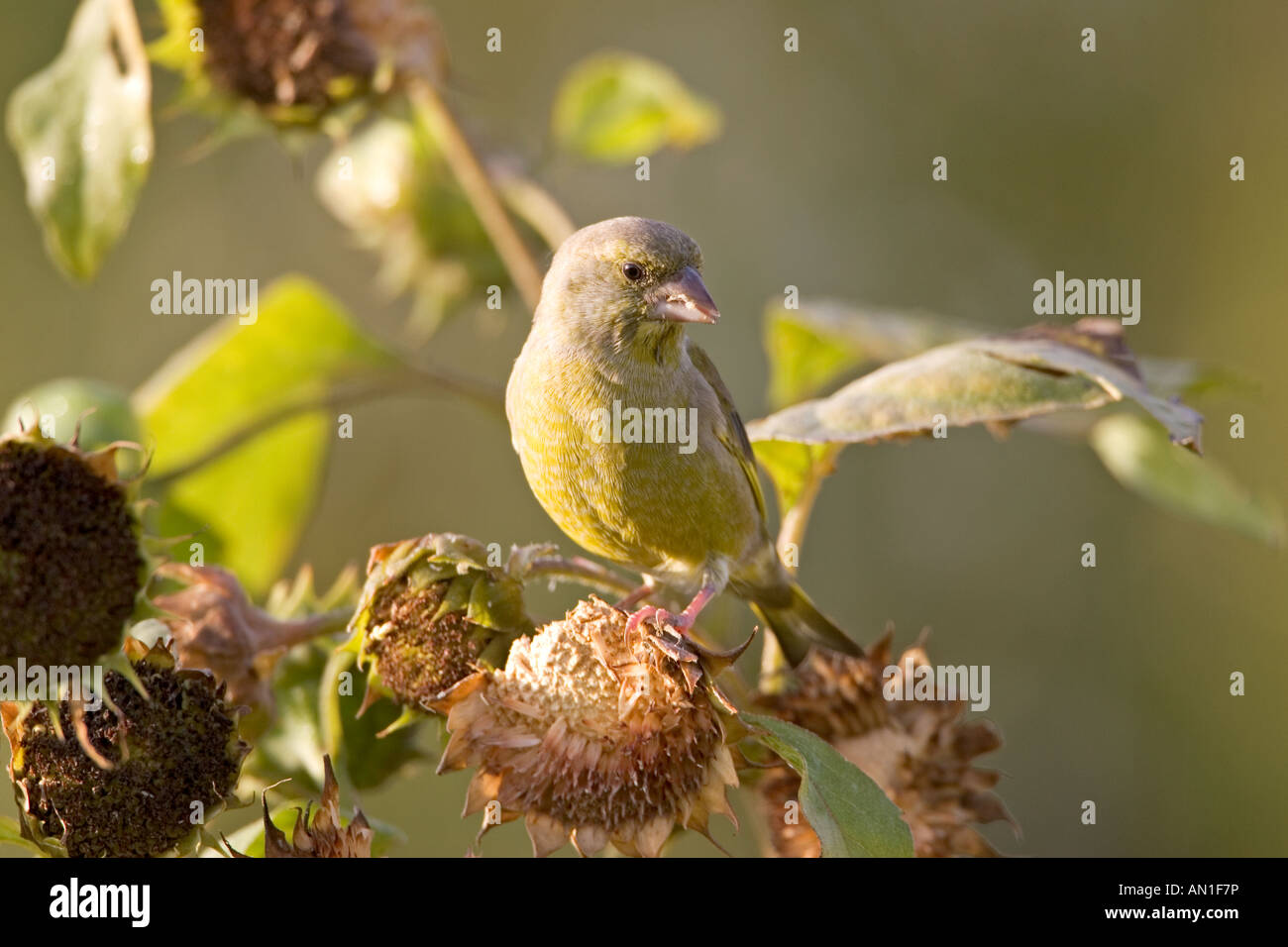 European greenfinch Carduelis chloris on sunflower seed head in garden ...