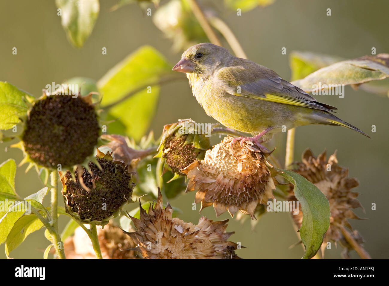 European greenfinch Carduelis chloris on sunflower seed head in garden ...