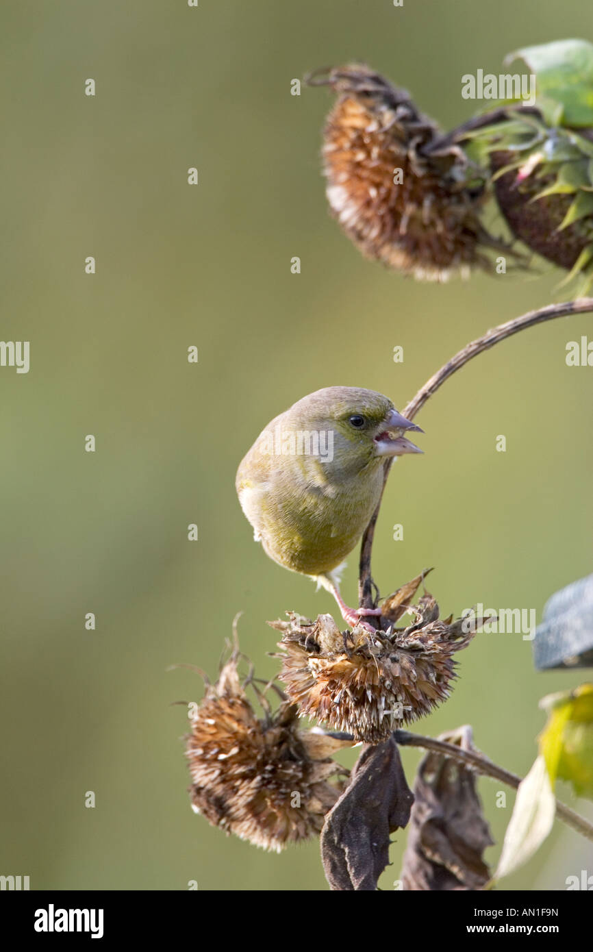 European greenfinch Carduelis chloris on sunflower seed head in garden ...