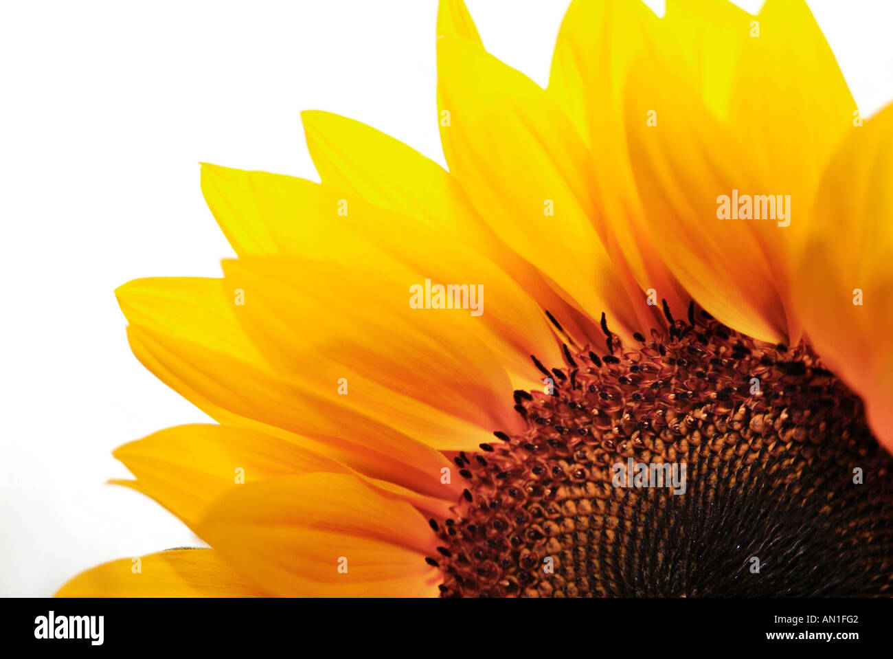 Close up sunflower plants Cut Out Stock Images & Pictures - Alamy