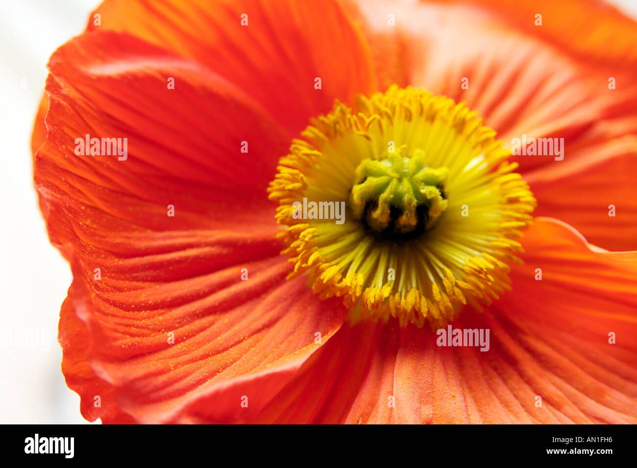 Poppyflowers hi-res stock photography and images - Alamy