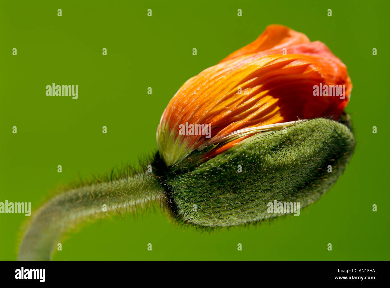 Poppyflowers hi-res stock photography and images - Alamy