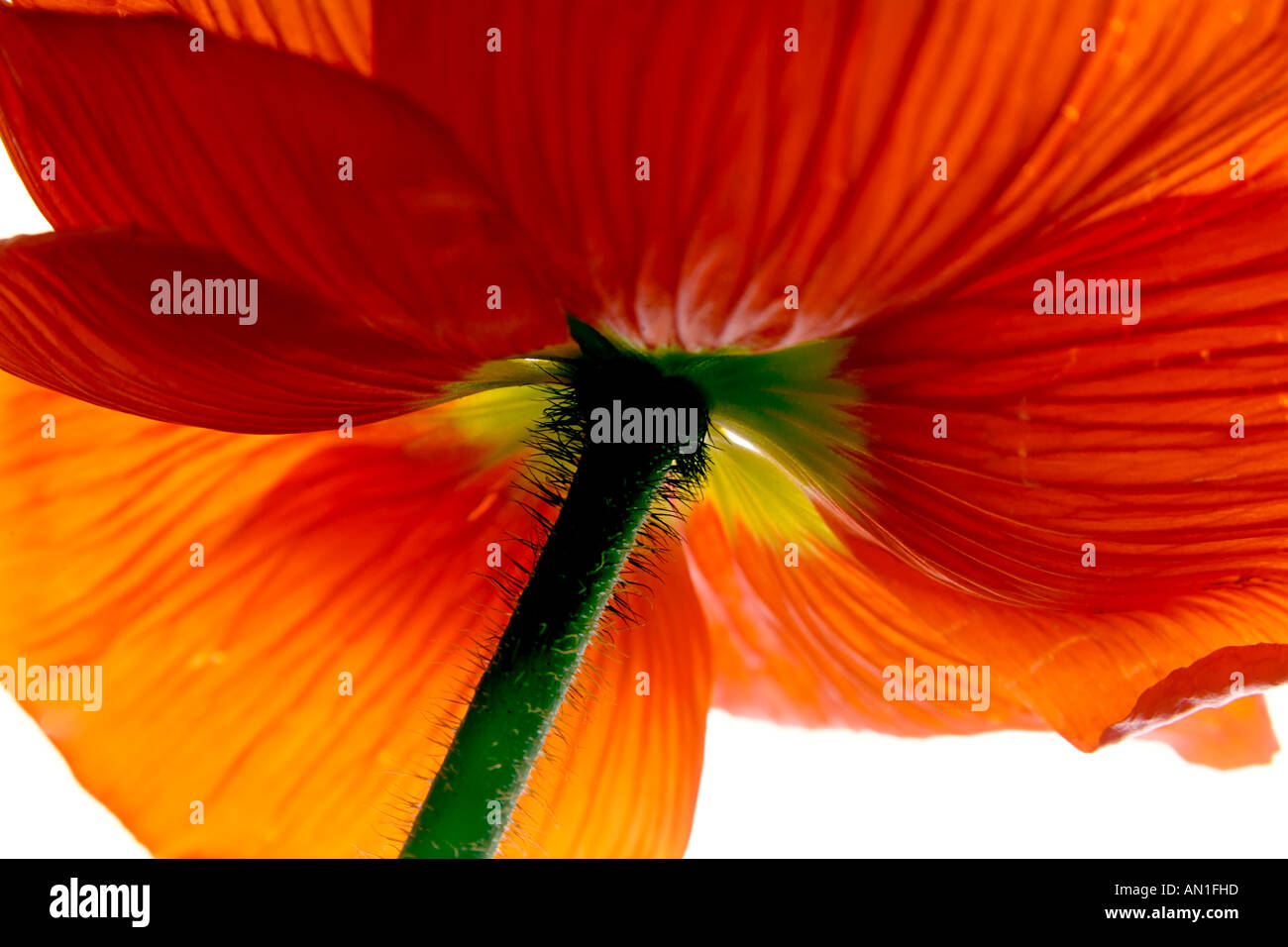 Poppyflowers hi-res stock photography and images - Alamy