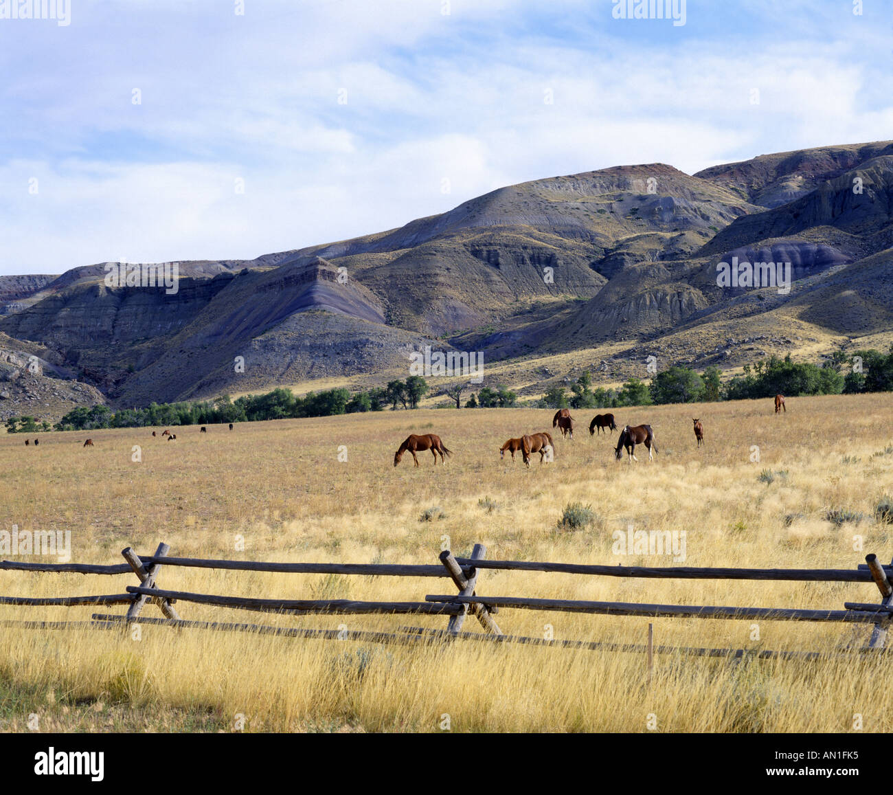MARES AND FOALS GRAZING ON WIND RIVER INDIAN RESERVATION WYOMING Stock ...