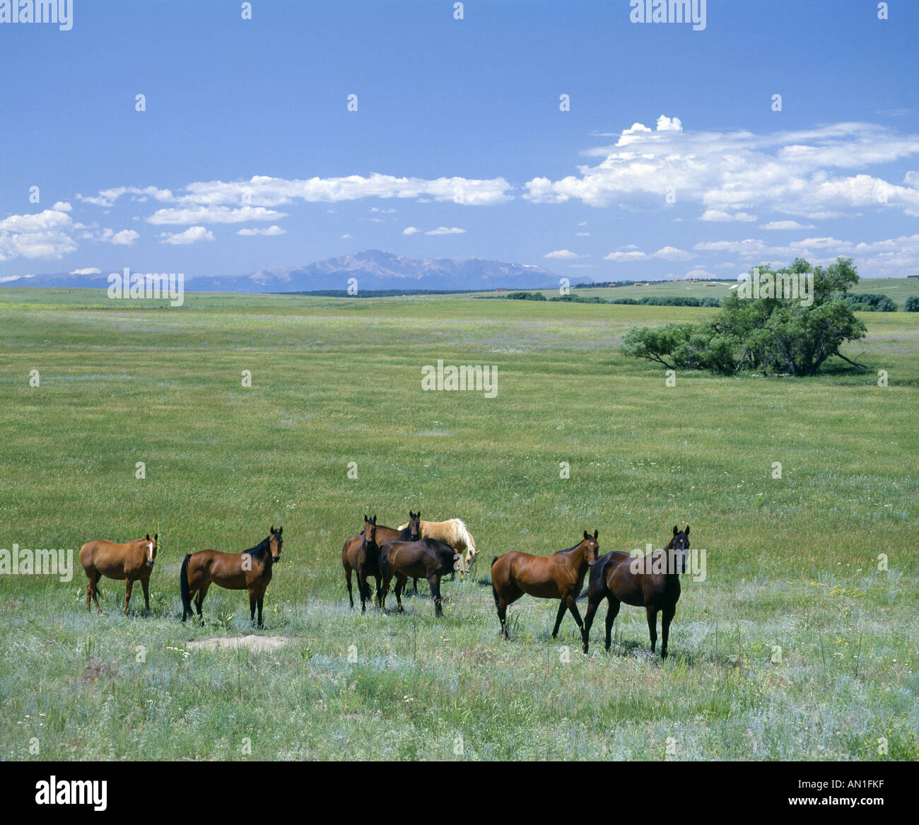 Tan horses hi-res stock photography and images - Alamy