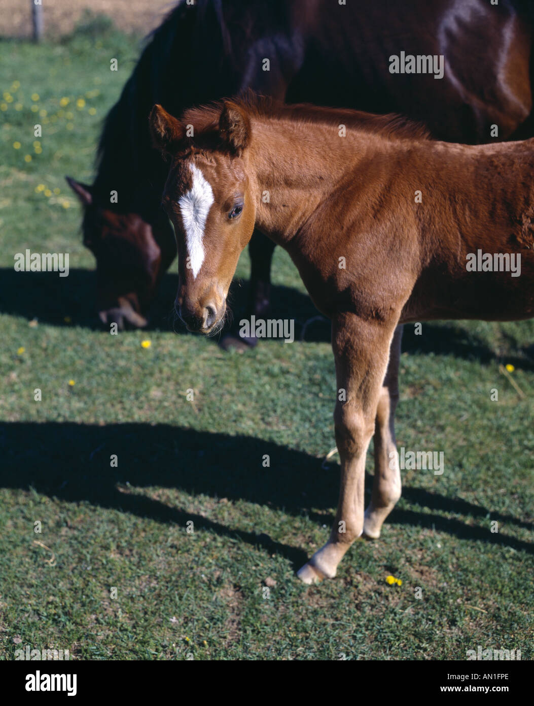 Quarter horse foal mother hi-res stock photography and images - Alamy