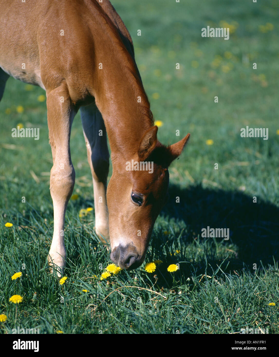 Lancaster pa horses hi-res stock photography and images - Alamy