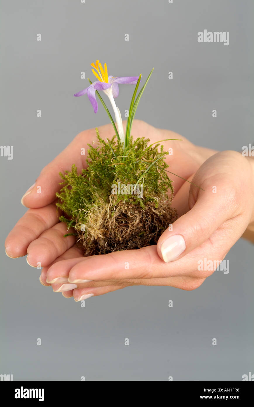 protective, spring, symbolic, botanical, hands Stock Photo - Alamy