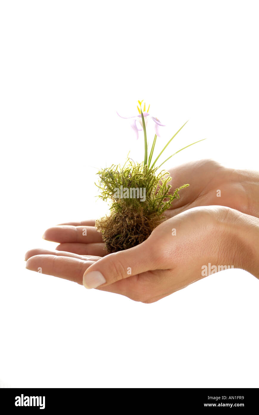 protective, spring, symbolic, botanical, hands Stock Photo - Alamy