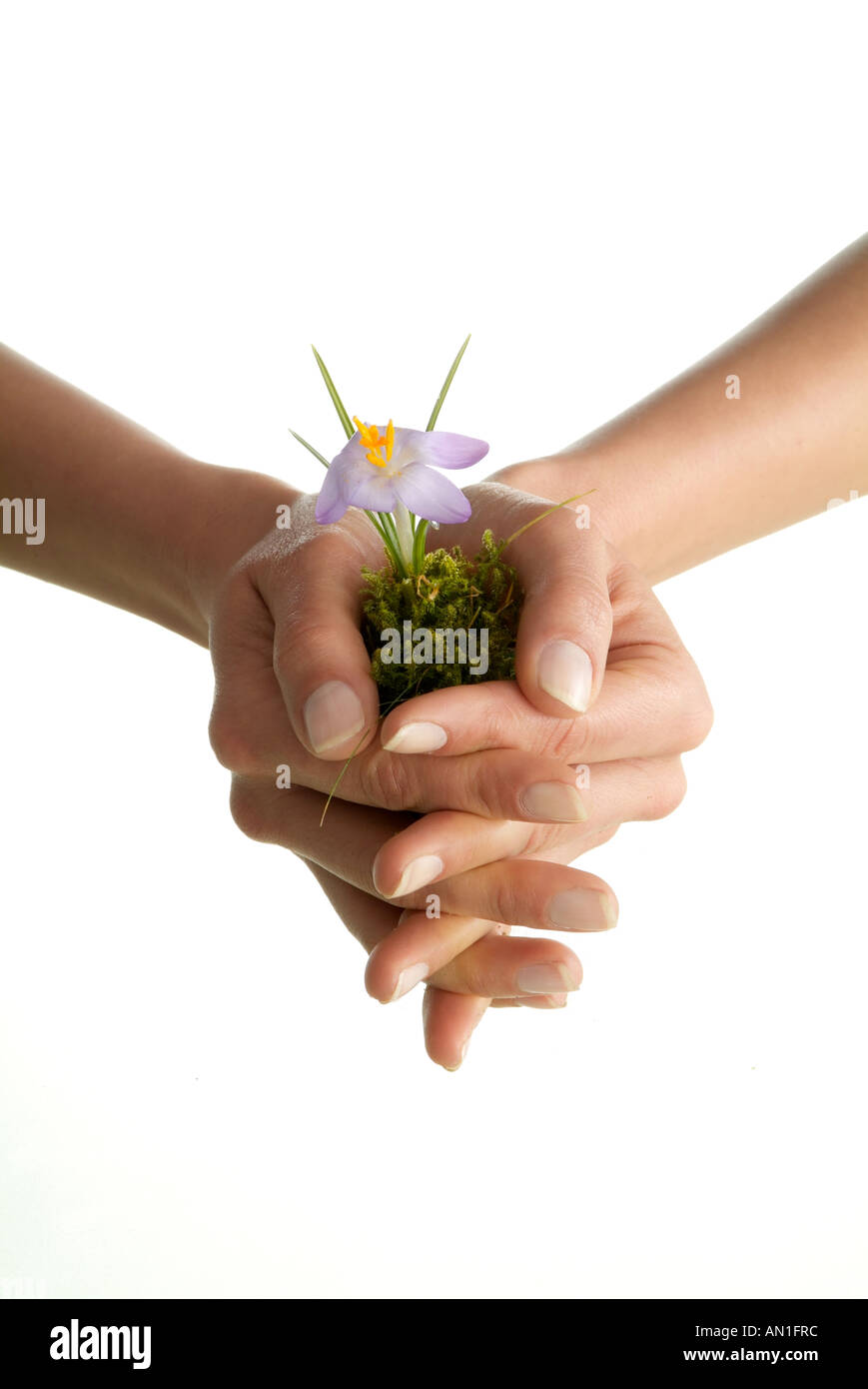 protective, spring, symbolic, botanical, hands Stock Photo - Alamy