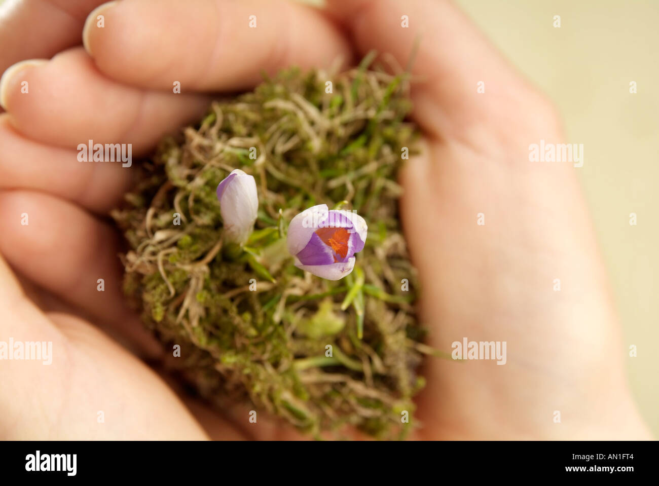 Hande halten herz hi-res stock photography and images - Alamy