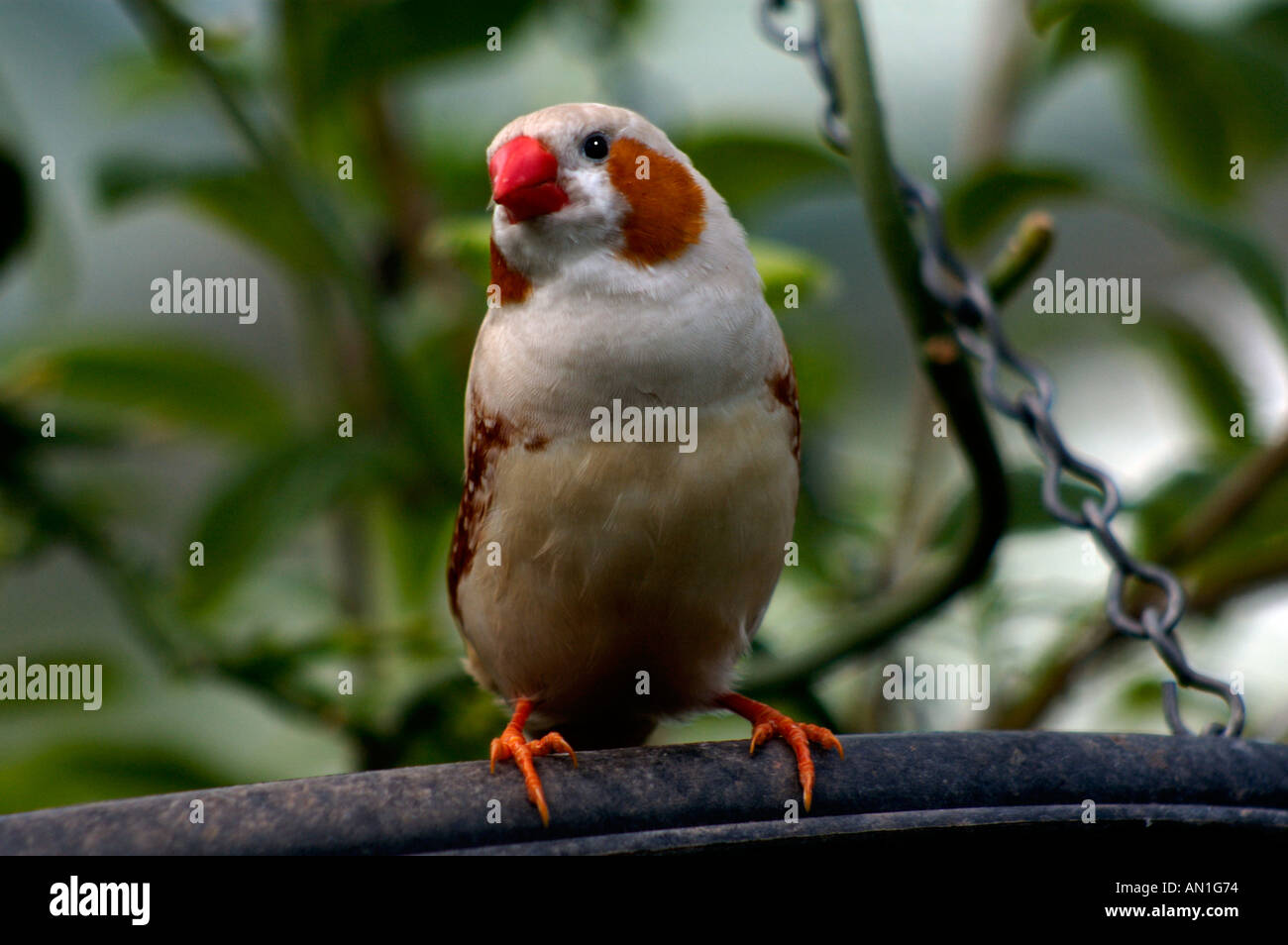 Butterfly finch hi-res stock photography and images - Alamy