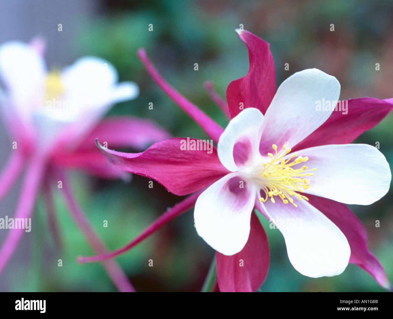 Aquilegia Columbine McKana Hybrid Stock Photo - Alamy